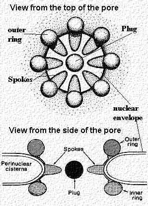 Image result for Model of Nuclear Pore Complex