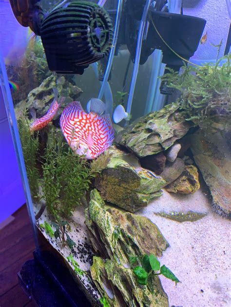 Image result for Red Eagle Discus