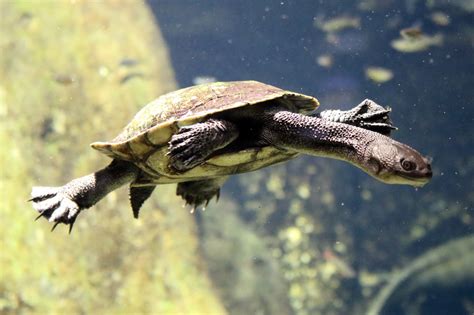 Image result for Long Neck Turtle