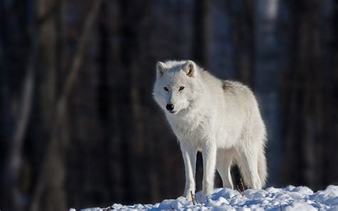 Image result for Wolves in Winter