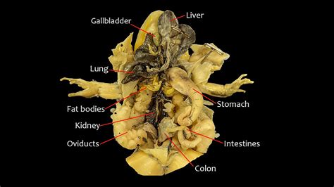 Image result for Female Frog Dissection