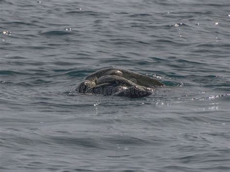 Green Sea Turtle Mating in Pacific Ocean, Baja California Sur, Mexico ...