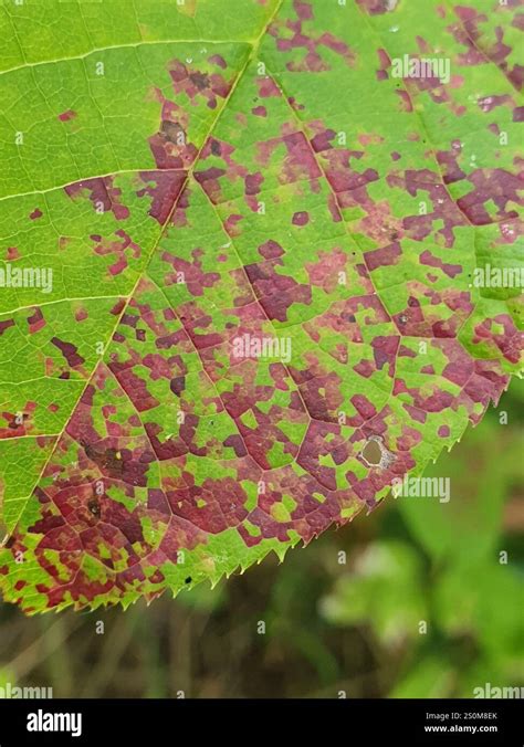 Image result for Cherry Tree Rust