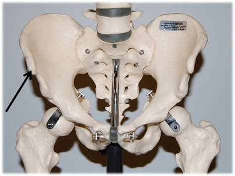 Image result for Sharp Slender Process