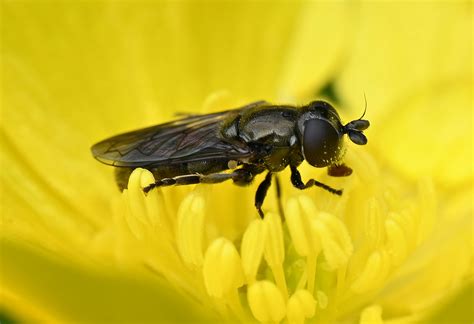 Image result for Lesser Pumpkin Fly