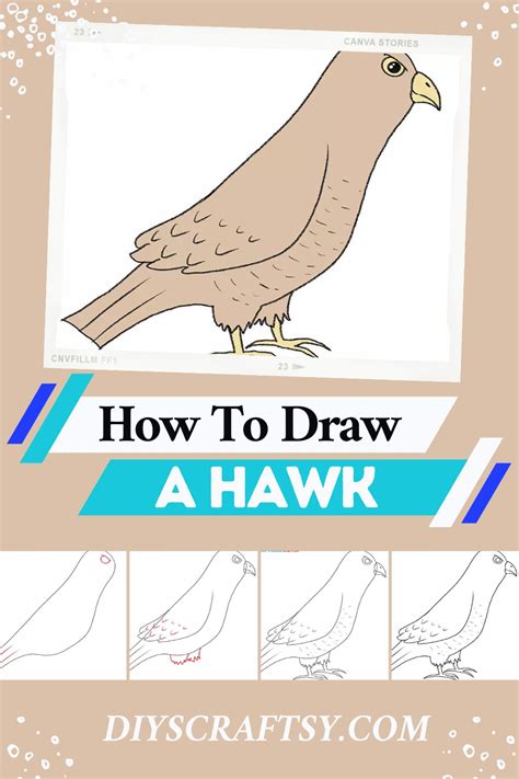 Image result for Simple Drawing of a Hawk