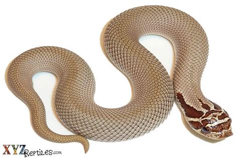 Image result for Snakes Origins Explained