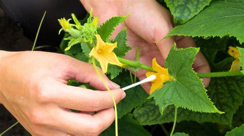 Image result for How to Manually Pollinate Cucumbers