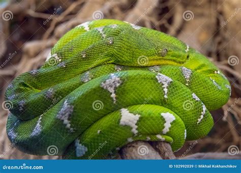 Image result for Green Tree Python Snake