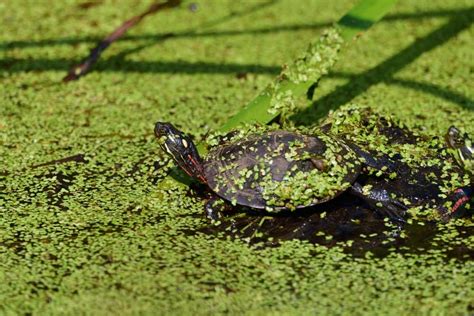 Image result for Paint Turtle