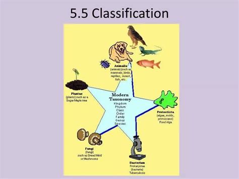 Image result for Classification Examples Grade 5