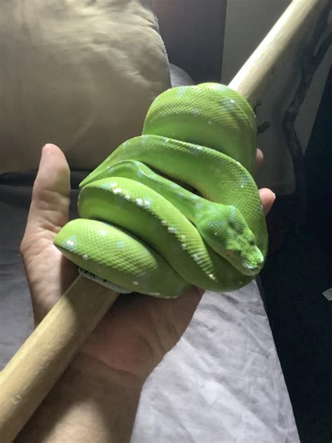Image result for Green Tree Python Venomous