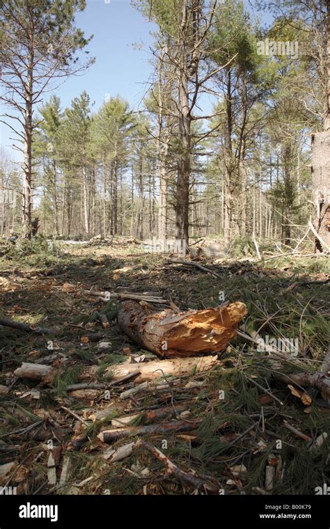 Image result for Selective Logging