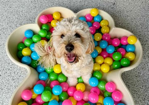 Image result for Cavapoo Dog
