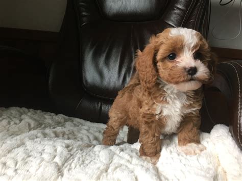 Image result for Cavapoochon Puppy