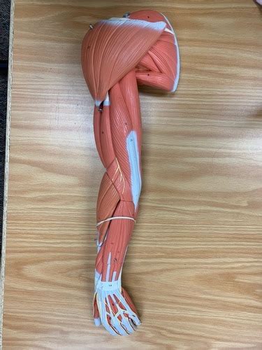 Image result for Lumen Learning Arm Muscle
