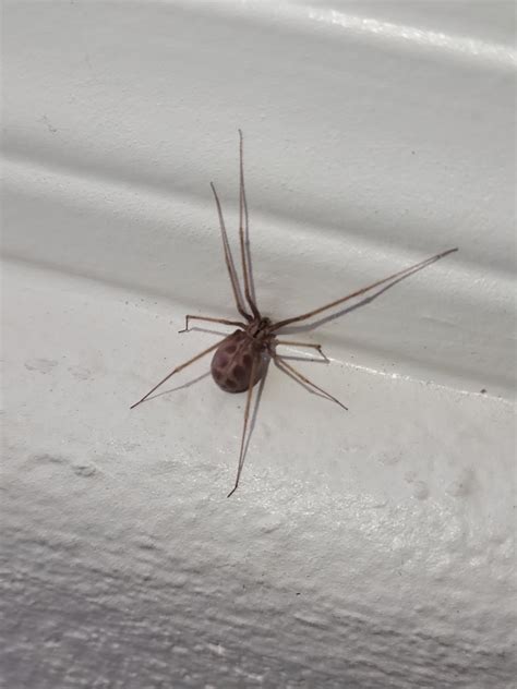 Image result for Identifying Spiders