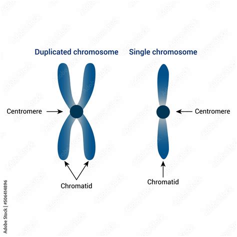 Image result for Duplication Chromosome Microarray
