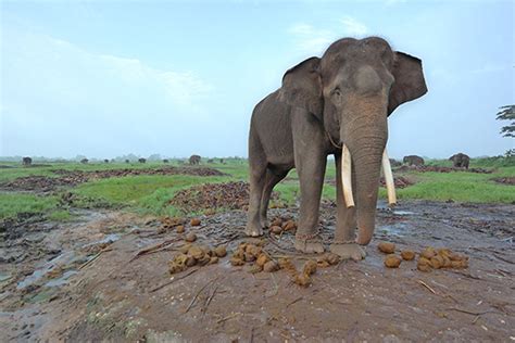 Image result for Poop Effect