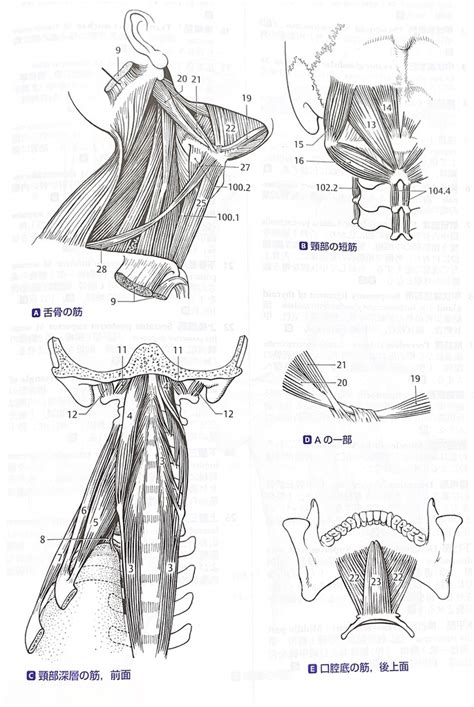 Image result for How to Build Neck Muscles Chart