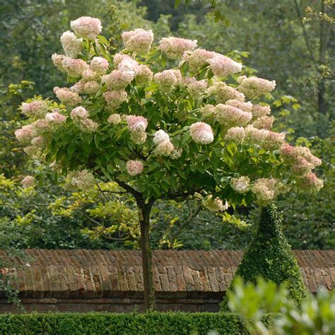 Image result for How to Prune Hydrangea Tree