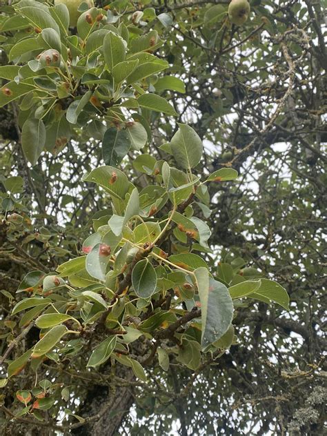 Image result for Pear Tree Rust Treatment