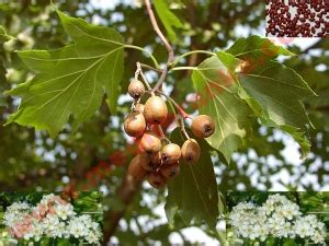 Image result for Racket Valid Tree Checker