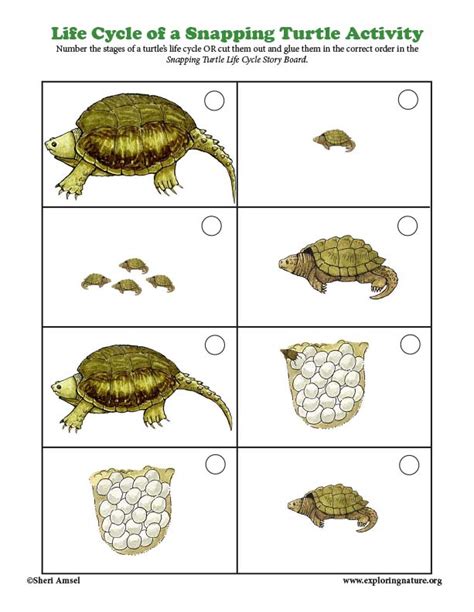 Image result for Snapping Turtle Life Cycle