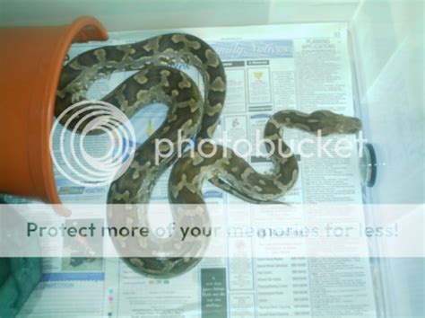 Image result for Ceylonese Python