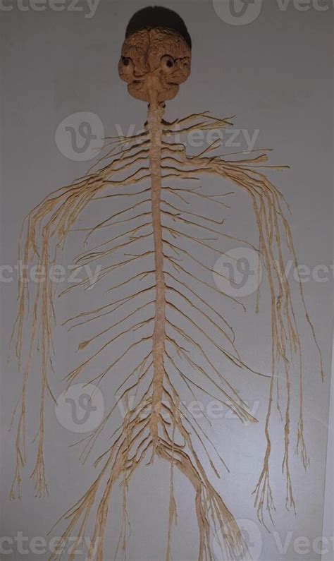 Image result for Nervous System Dissection