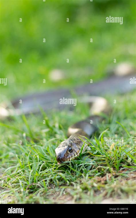 Image result for Reticulated Python Mouth