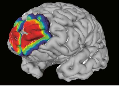 Image result for The Human Brain Map Project