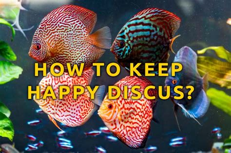 Image result for How to Keep Discus