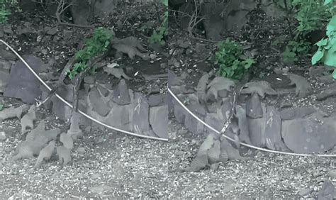 Image result for Do Mongooses Eat Python's