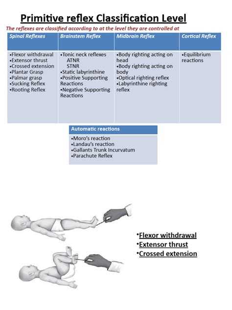 Image result for Persistent Primitive Reflex