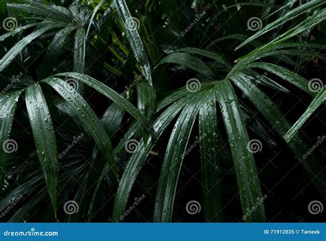 Image result for Color Key Natural Light