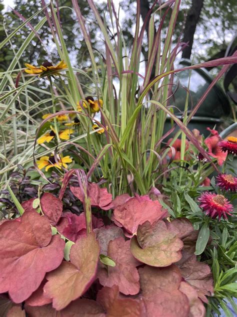 Image result for Planting Mums in Containers