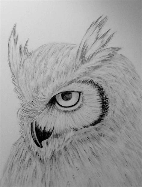 Image result for Graphite Drawing of Owl
