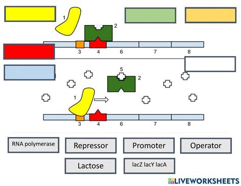 Image result for Lac Operon Worksheet