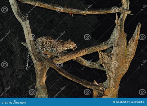 Image result for Leopard Eating