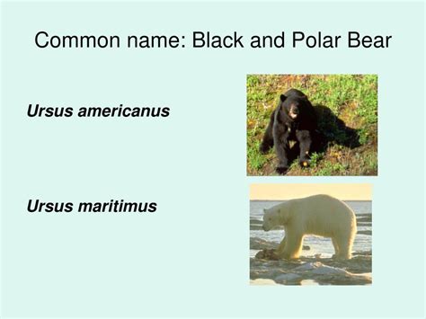 Image result for Classification Means and Example