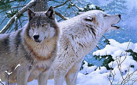 Image result for Timber Wolf