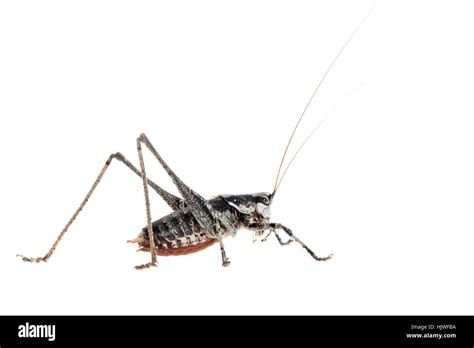 Image result for Cricket Side View Insect