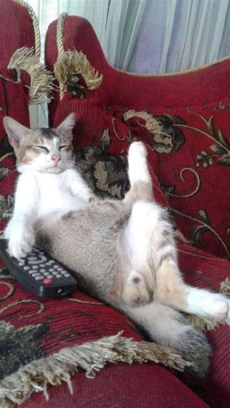 Image result for Remote Control Cat Sounds