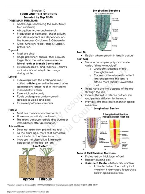 Image result for Root Structure and Function