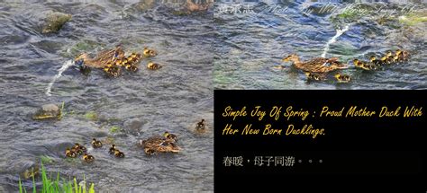Image result for Spring Ducklings