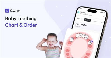 Image result for Teething Chart