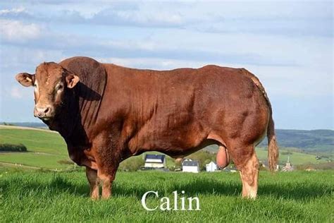Image result for Sapi Cow