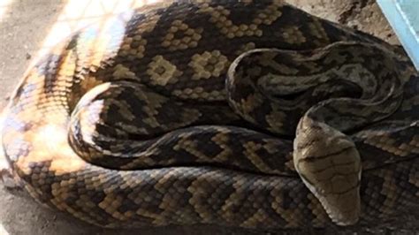 Image result for Python Eats Goose