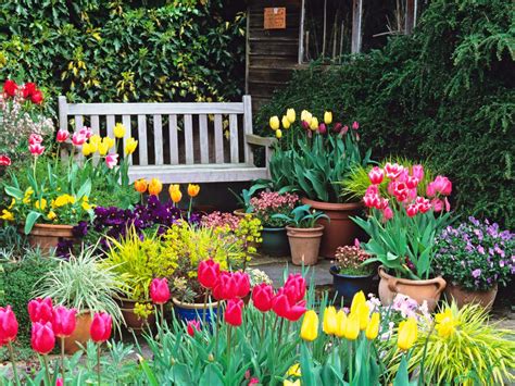 Image result for Tulip Planting Tips